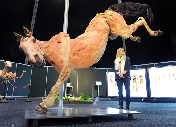 Gunther von Hagens’s Plastinated Animal Exhibition | Amusing Planet